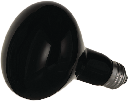 100W Light Bulb, Black, 5-in, Indoor/Outdoor Decoration for Halloween ...