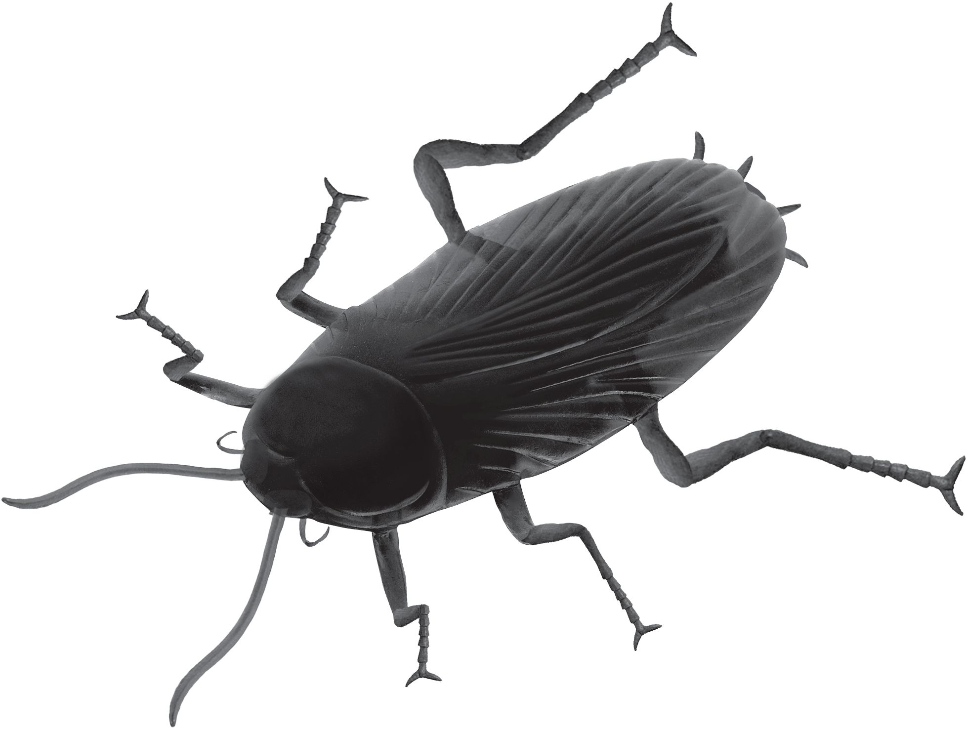 Cockroach Prop, Black, 11.5-in, Indoor/Outdoor Decoration for Halloween ...