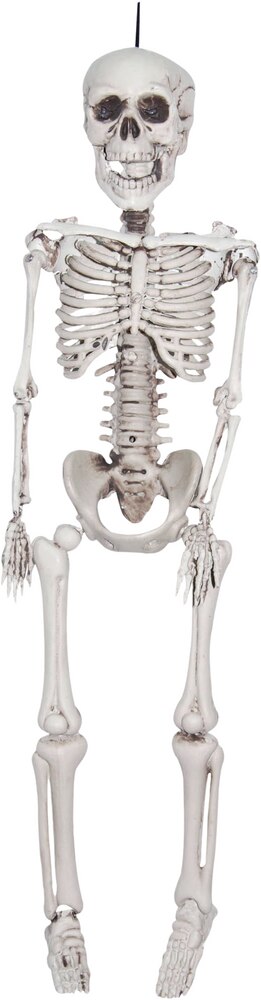 Skeleton Realistic Hanging Full-Size Human, White, 35-in, Indoor ...