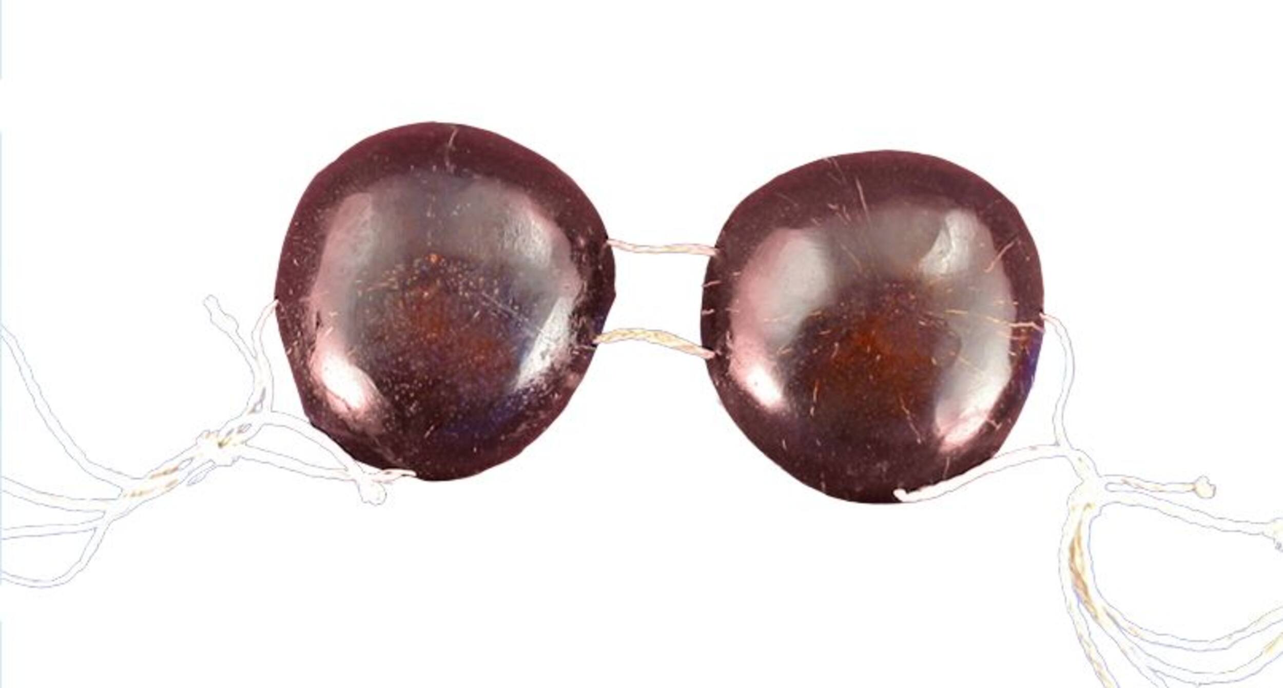 Adult Coconut Bra, Brown, One Size, for Summer Party | Party City